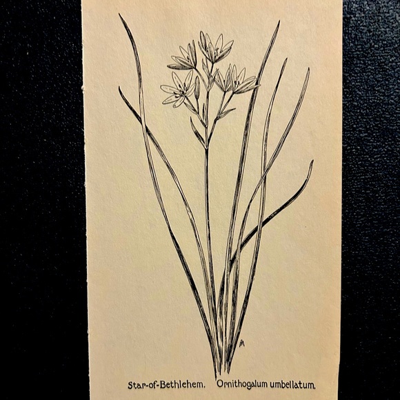 Antique | Other | Starofbethlehem Antique Black And White Lithograph ...